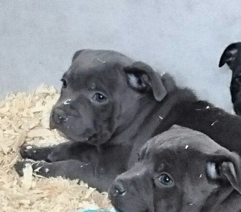 Accueil - Blueline Bull's - eleveur de chiens Staffordshire Bull Terrier